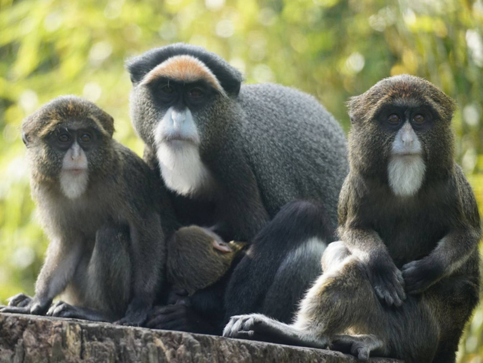Nachwuchs bei den Brazza-Meerkatzen im Erlebnis-Zoo Hannover