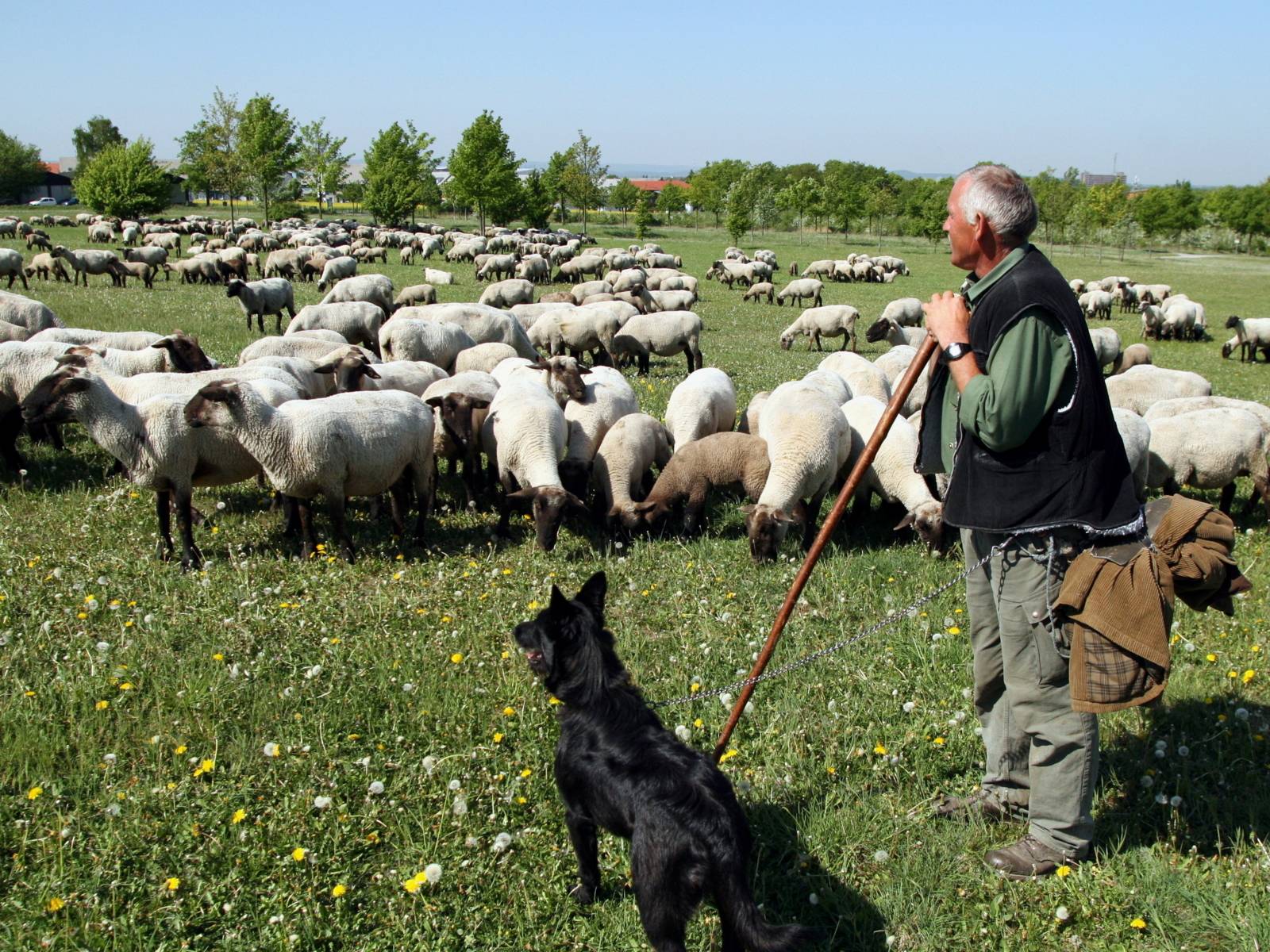 Schafe im Sommer scheren - Hannover.de