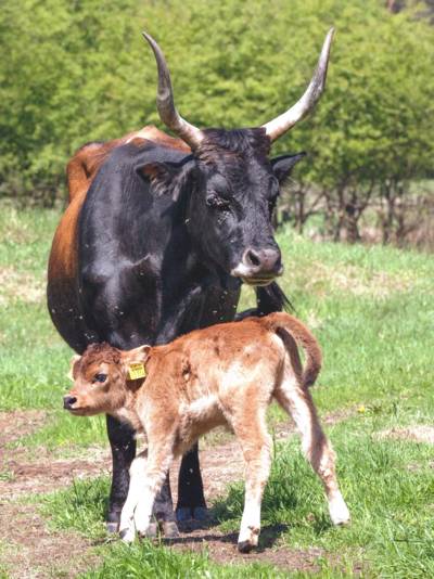 Heckrinder: Beweidungsprojekt erfolgreich - Hannover.de