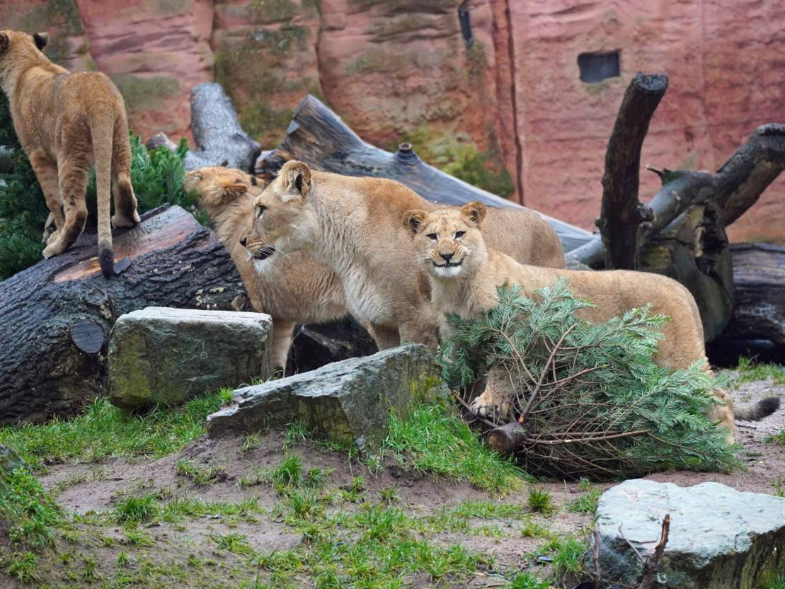 Neuigkeiten aus dem Erlebnis-Zoo | Erlebnis-Zoo Hannover | Tier- und ...