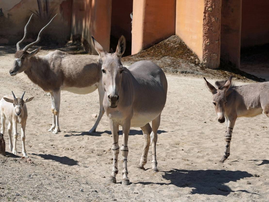 Nachwuchs bei Addax-Antilopen und Somali-Wildeseln | Tierisch süßer Nachwuchs | Neuigkeiten aus ...