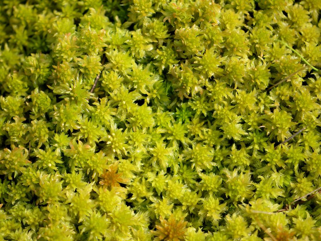 Pflanzenwelt im Moor | InsMoor | Moorentwicklungsprojekte | Aufgaben ...