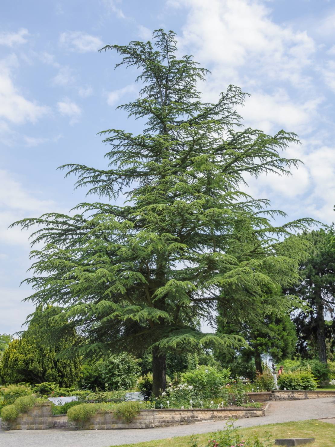 A2 - Libanon-Zeder | Besondere Gehölze | Ottomar-von-Reden-Park ...