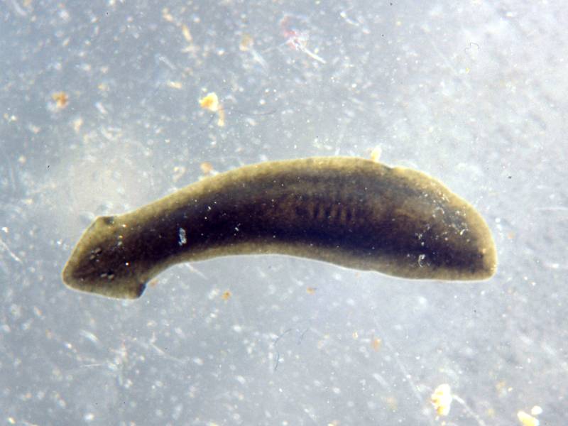 Strudelwurm