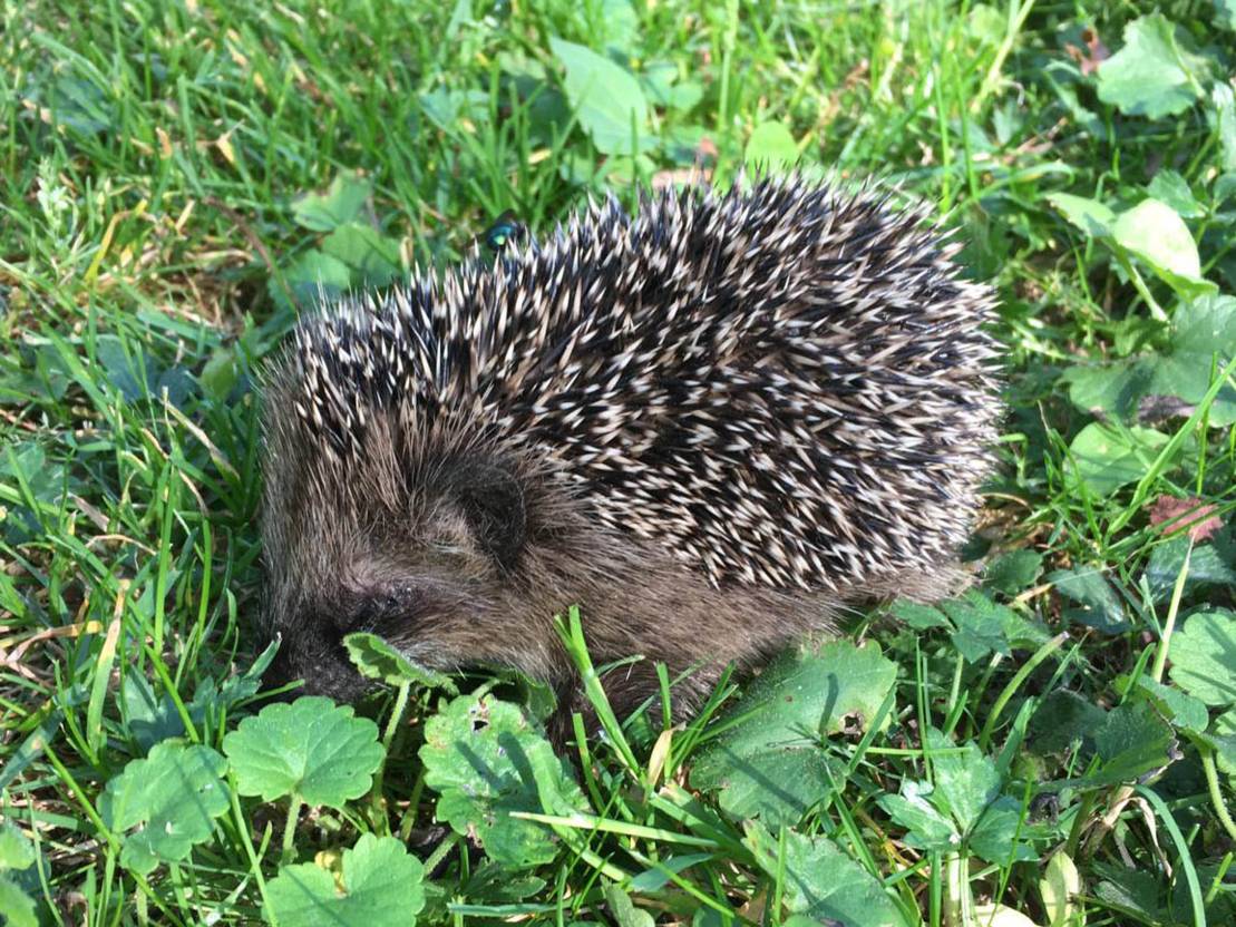 Igel | Schulbiologiezentrum | Bildung | Landeshauptstadt Hannover ...