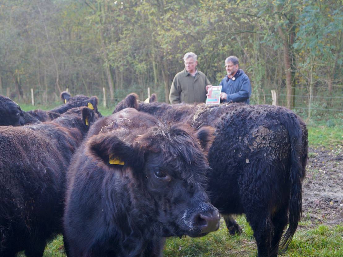 Galloway-Rinder | November | 2014 | Meldungen | Landeshauptstadt ...