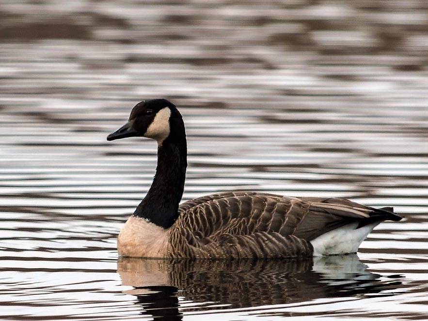 Wildgans auf Gewässer | Februar | 2017 | Meldungen | Landeshauptstadt ...