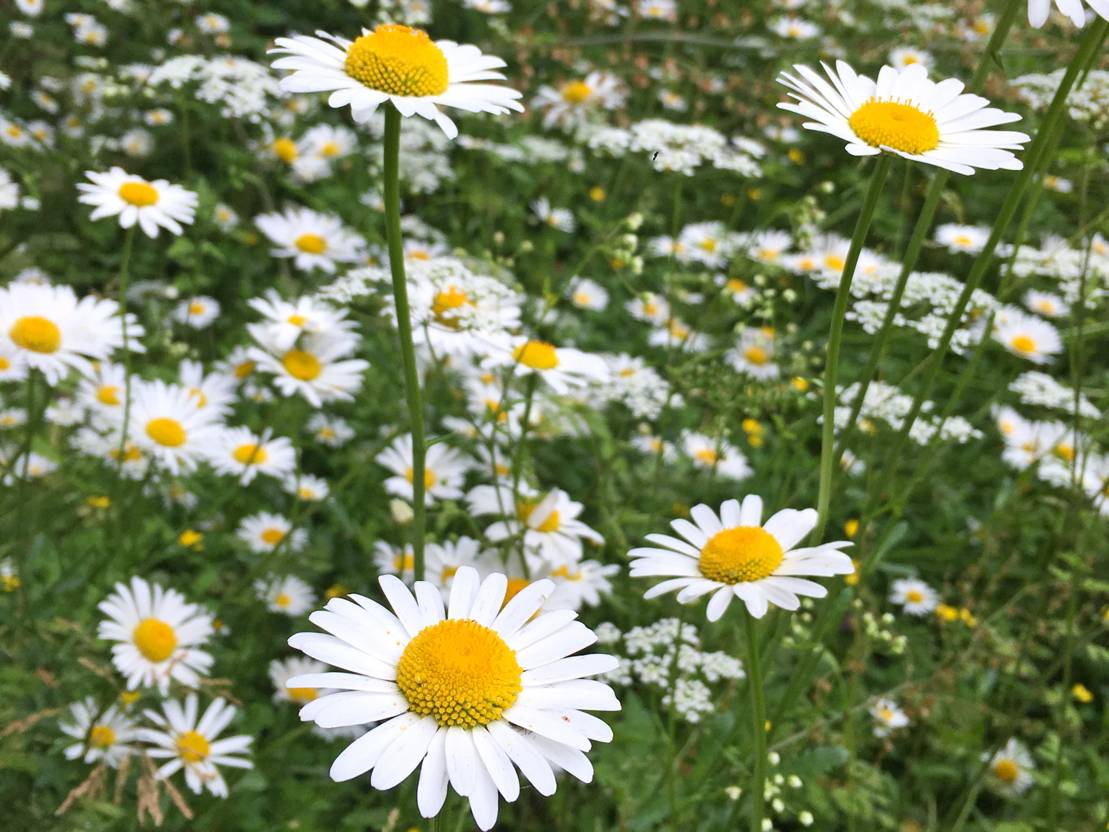 Margeriten