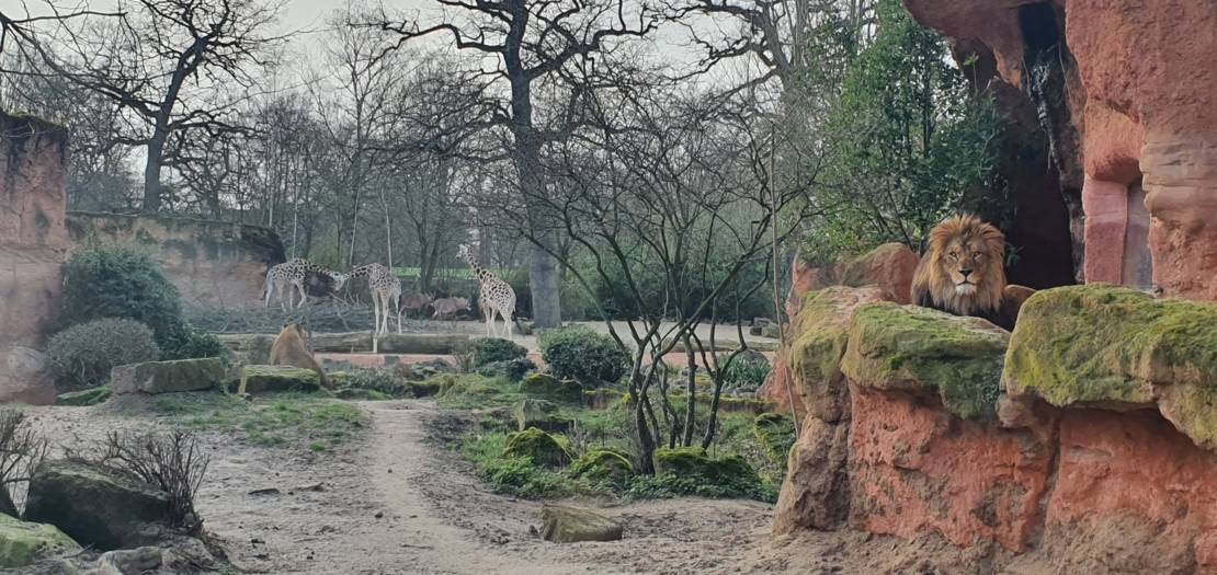 Neuigkeiten aus dem Erlebnis-Zoo | Erlebnis-Zoo Hannover | Tier- und ...