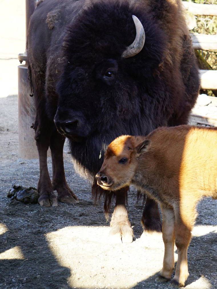 Doppelter Bison-Nachwuchs im Zoo - Hannover.de