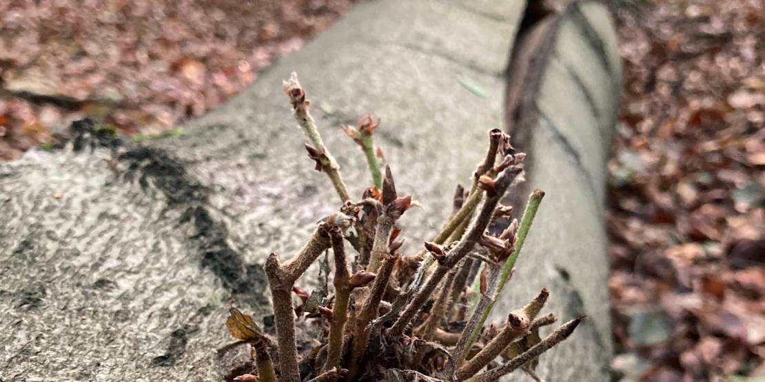 Wald - Baum liegt und schlägt aus (Panorama) | Naturerlebnis Steinhuder ...
