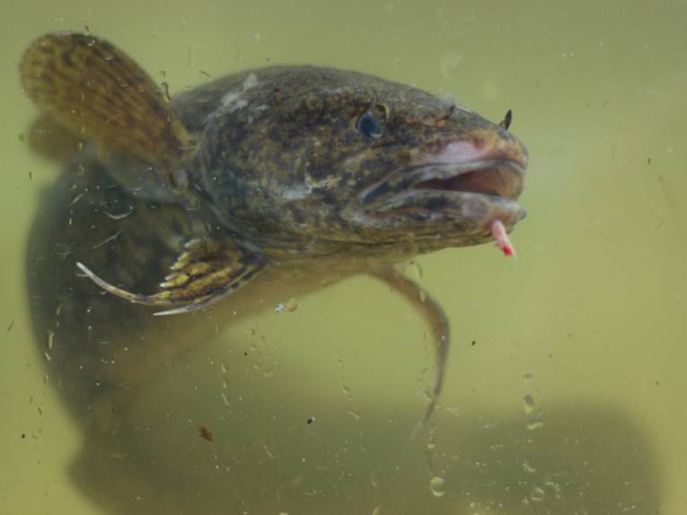 Flusskrebse und Quappe | Galerie | 01 DATA (Neu) | Media | Top Level Nodes