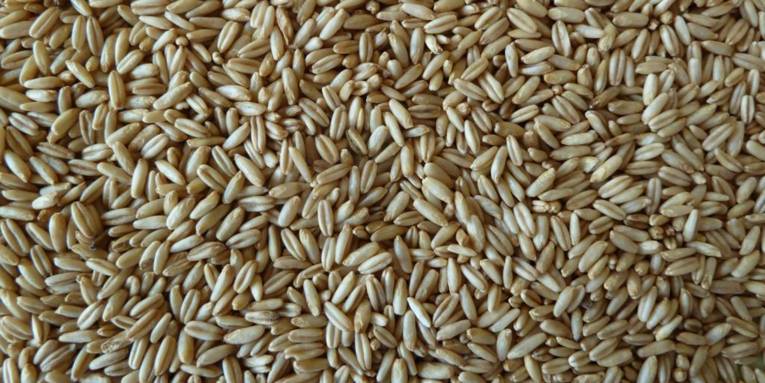 Hafer -p | 2015 | Bilder zu Veranstaltungen der Gartenregion ...