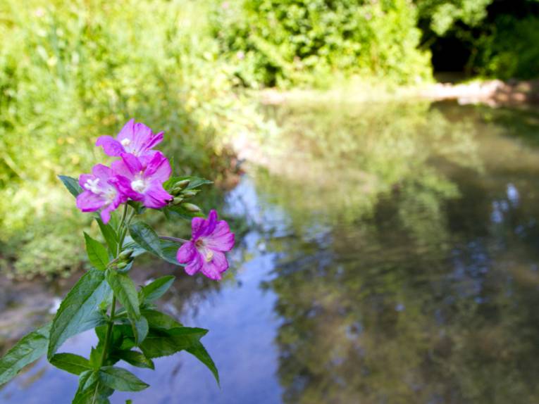 Ihme bei Ihme-Roloven | Landschaft | Bilder Region Hannover | Bilder ...