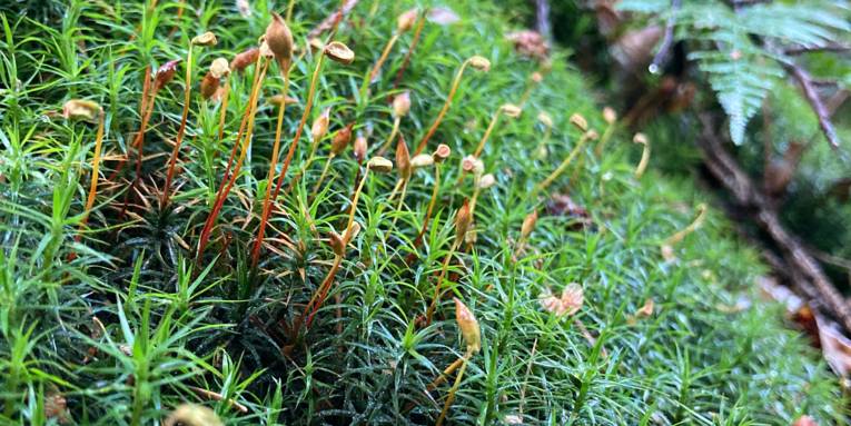Moos im Wald (Panorama) | Blumen, Natur, Tiere | Wiederverwendbar ...