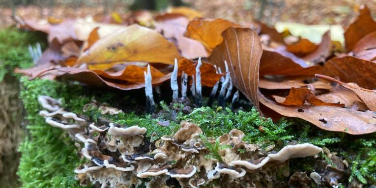 Pilzführung mit dem Naturparkranger - Naturpark Steinhuder Meer
