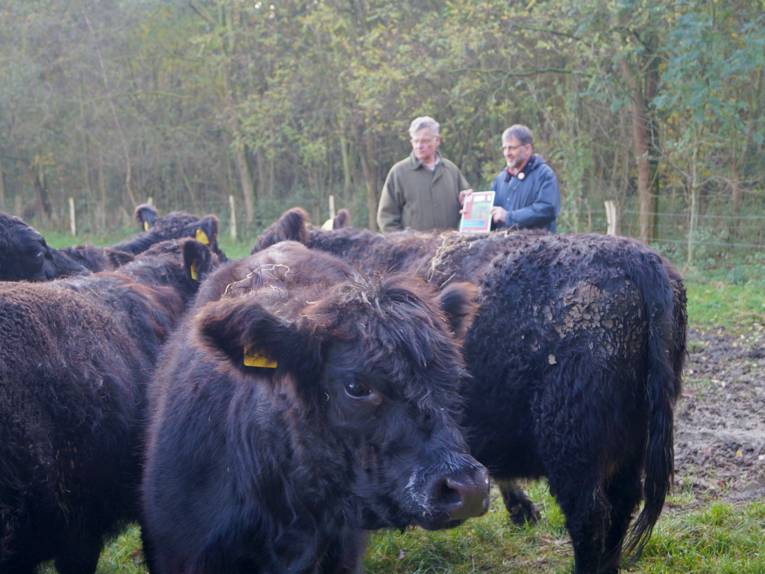 Galloway-Rinder