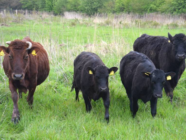 Galloway-Rinder | Mai | 2017 | Meldungen | Landeshauptstadt Hannover ...