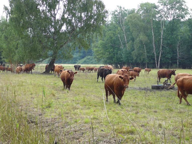 Rinderherde | Naturschutz | Umwelt | Landeshauptstadt Hannover | Bilder ...