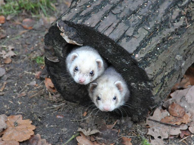 Iltisse | Waldstation Eilenriede: Impressionen | Galerie | 01 DATA (Neu ...