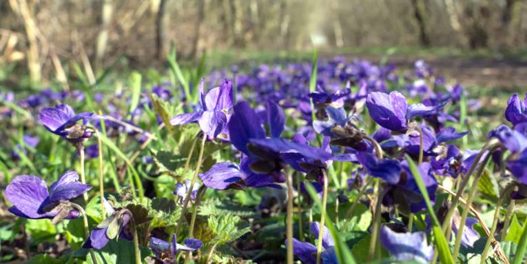 ex_Meerbruchswiesen blühen (Panorama) | Naturerlebnis Steinhuder Meer ...