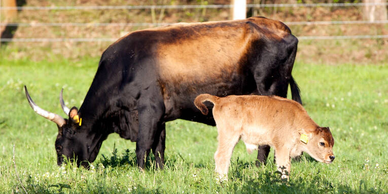 Heckrinder Mutter Delia und Kälbchen Leon (Panorama) | Tiere | Bilder ...
