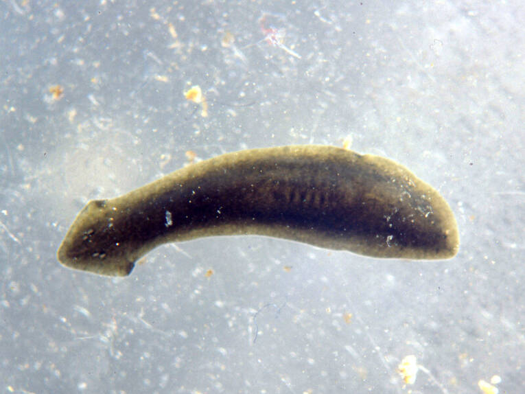 Strudelwurm | Gewässerschutz | Umwelt | Bilder Region Hannover | Bilder ...