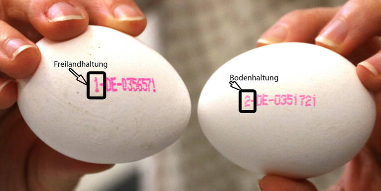 Eier Kennzeichnung Freiland Bodenhaltung -p | Veterinärwesen | Bilder ...